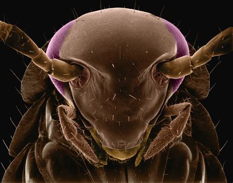 German Cockroach 1 Photograph By Science Photo Library Pixels Merch