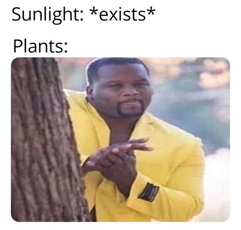 Photosynthesis Memes
