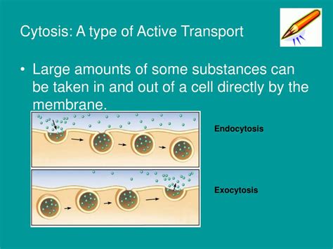 Ppt Cellular Transport Notes Powerpoint Presentation Free Download