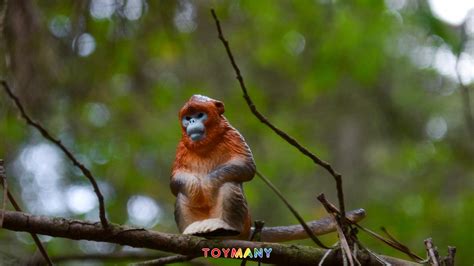 Observing Primate Social Behavior With Toymany Animal Figurines