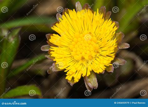 Coltsfoot Tussilago Farfara Stock Image Image Of Foot Blossom