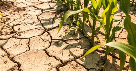 Crop Progress Corn Quality Continues To Crumble