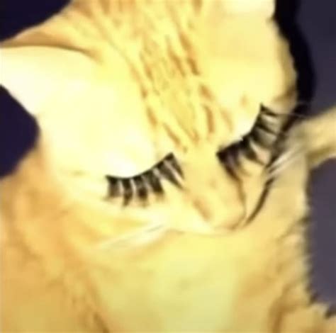 Pin De Landy En Aff Meme Gato Videos De Humor Gatitos Divertidos