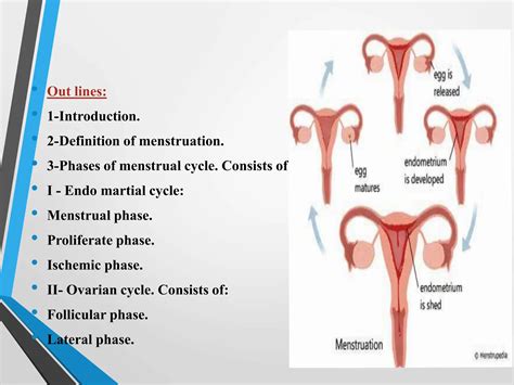 Physiology Of Menstruation And Menstrual Cycle Pptx