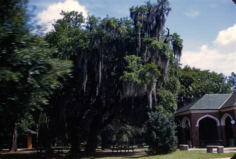 Nobody Writes Like Nancy Lemann By Susan Minot