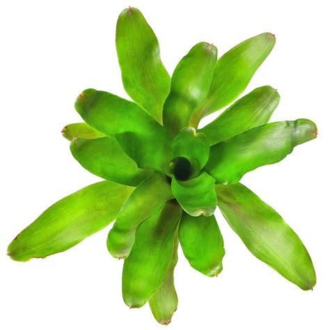 Neoregelia Fuego Ancho Aquasabi Aquascaping Shop