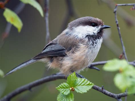 Grey Headed Chickadee Ebird