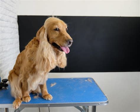 An English Cocker Spaniel Sits On A Table In A Grooming Room Premium Photo