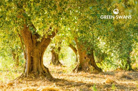 ΕΛΑΙΟΚΑΛΛΙΕΡΓΕΙΑ Η αναγεννητική γεωργία ως λύση στην κλιματική κρίση της… Athanassios I Savvakis