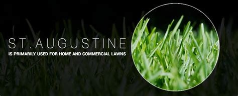 The Differences Between Bermuda Zoysia And St Augustine Grasses