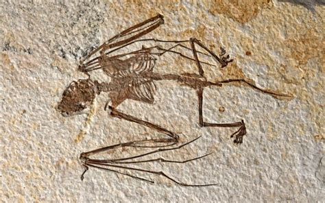 52 Million Year Old Bat Skeleton Unveils New Species And Clues To