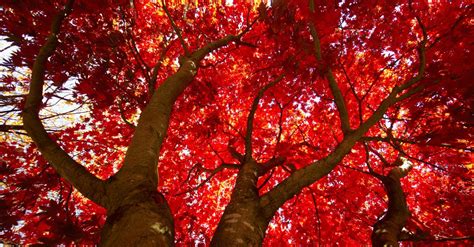 When To Trim Maple Trees Strobert Tree Services Inc