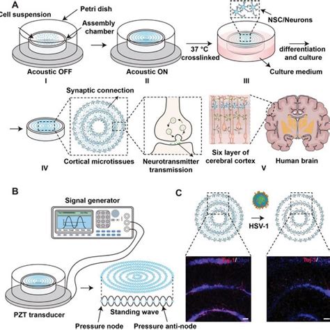 Acoustic Assembly Of Neurons Into Functional Brain‐like Cortical