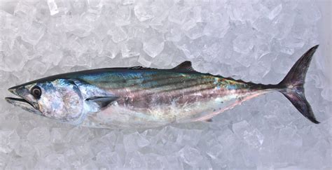 Bonito