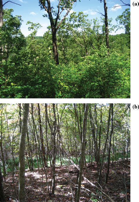 A Decline Plot With Dense Understory Canopy Gaps And Larger Trees