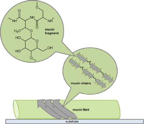 13 Proposed Mucin Tertiary Secondary And Primary Structure At The