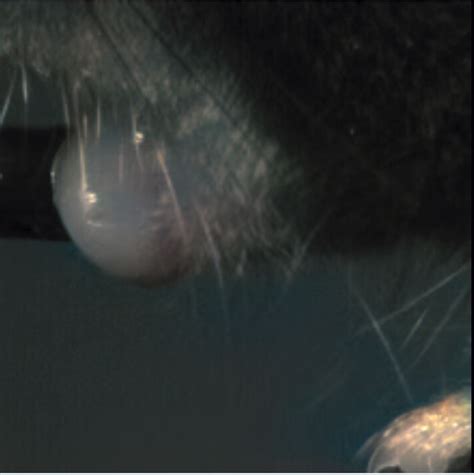 Force Detection Optogenetics And Neural Engineering Core