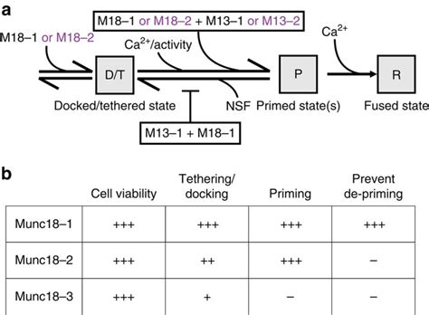 Munc13 1 And Munc18 1 Together Prevent Nsf Dependent De Priming Of Synaptic Vesicles Pmc