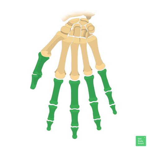 Phalanges Bones Proximal Phalanges Stock Illustrations 681