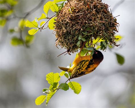 Male Weaver Bird Building Its Nest While Spreading Its Wings Stock