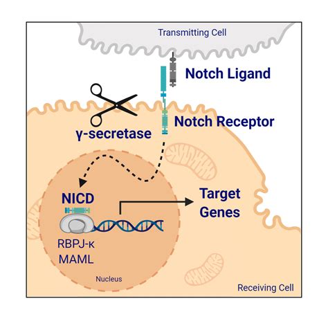 Research — Pajvani Lab