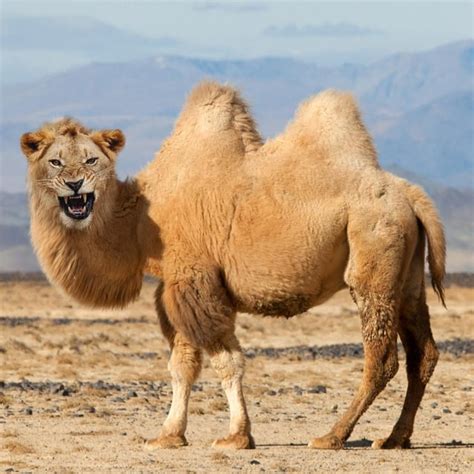 Killer Clownfish Rhybridanimals