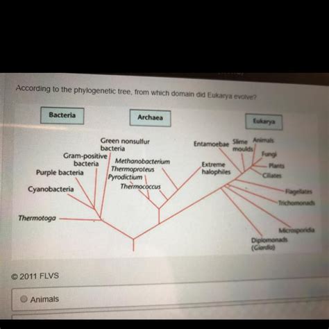 According To The Phylogenetic Tree From Which Domain Did Eukarya