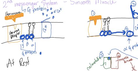 Bi 231 Exam 2 Diagram Quizlet