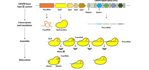 Biosynthesis Of Crispr Cas9 Crispr Locus Mainly Includes The Dna