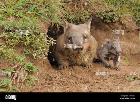 Southern Hairy Nosed Wombat Lasiorhinus Latifrons Adult And Young At Burrow Entrance Captive
