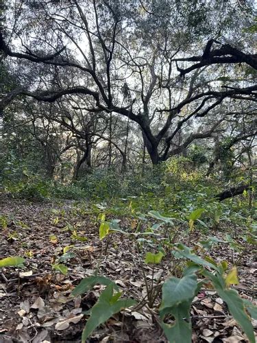 Best Hikes And Trails In Kendall Indian Hammocks Park Alltrails