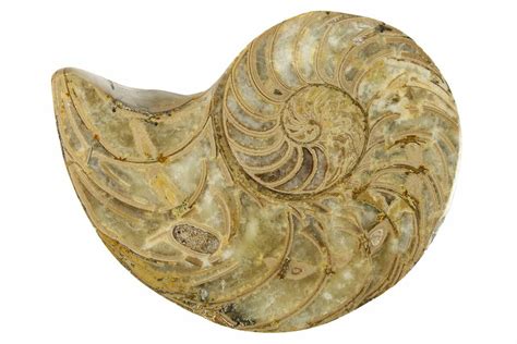 46 Cut And Polished Jurassic Nautilus Fossil Half Madagascar