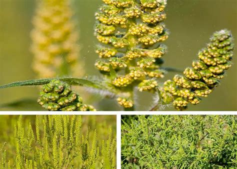 Ambrosia Artemisiifolia Pollen