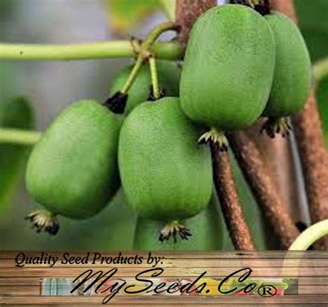 Actinidia Arguta Bower Actinidia Hardy Kiwi Kiwi Berry Tara Vine