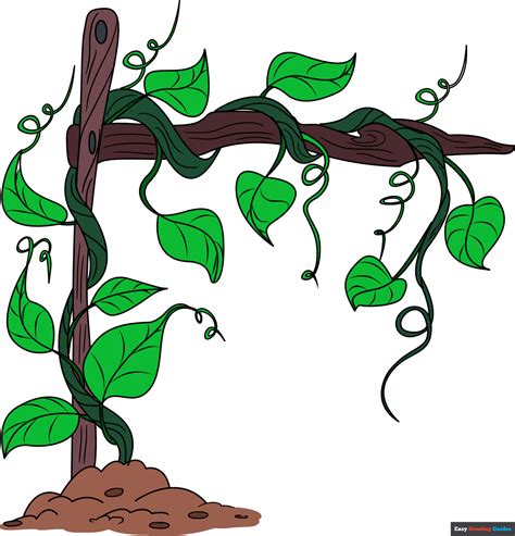 How To Draw Vines Really Easy Drawing Tutorial How To Draw Vines Really Easy Drawing Tutorial