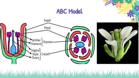 Flowering In Plantsarabidopsis Abc Model Pdf Gardening Home