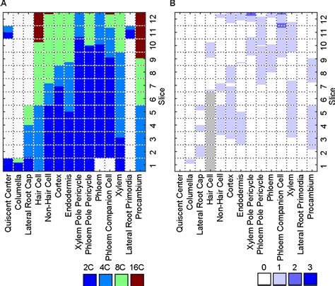 Figure 3 From A Spatiotemporal Dna Endoploidy Map Of The Arabidopsis Root Reveals Roles For The