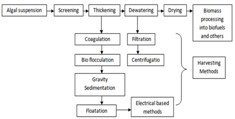Steps Of Microalgae Harvesting And Drying Techniques 12 Download