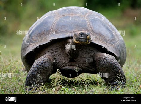 The Giant Turtle In The Grass The Galapagos Islands Pacific Ocean