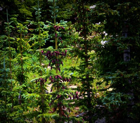 Englemann Spruce Colors Photograph By Aaron Burrows Fine Art America