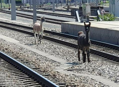 Lama Drama Safer Sex Und Co 2 Juni Worüber Österreich Spricht