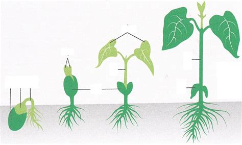 Seed Germination Gizmo Quizlet At Todd Briggs Blog