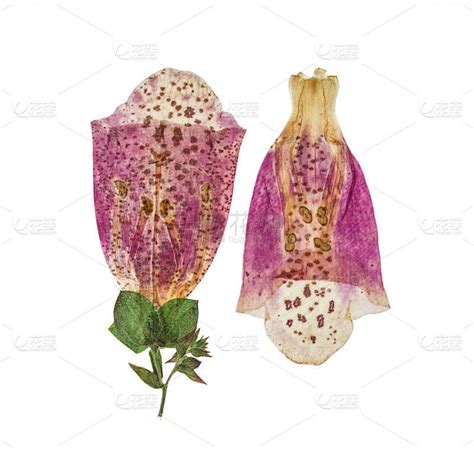 压干娇嫩的粉红色毛地黄花