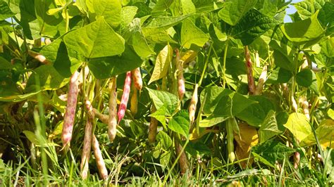 Bean Plant Identification At Stanley Blake Blog