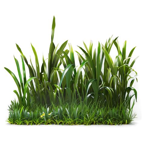 Download Green Grass Patch Png 44