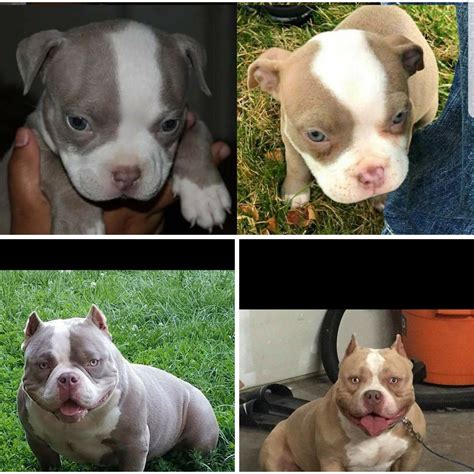 815 Bully Camp Zoey On The Top Left As A Pup And Her Pup Facebook