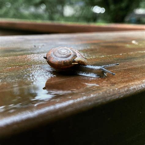 Snails Pace Photograph By Claire Suver Fine Art America