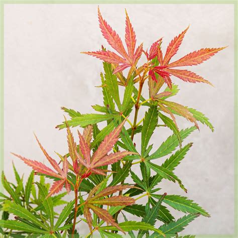 Buy Acer Palmatum Jerre Schwartz Stekjesbrief Nl