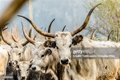 Toth Laszlo Photos And Premium High Res Pictures Getty Images