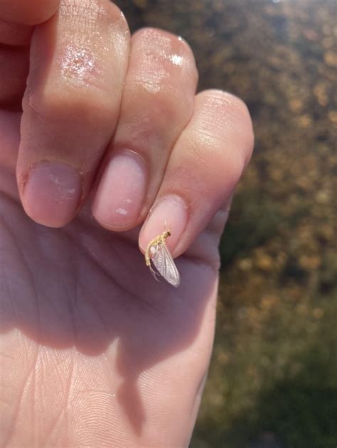 Need Help With Mayfly Species Identification I Have A Picture Of A Larval Shuck And Then Two